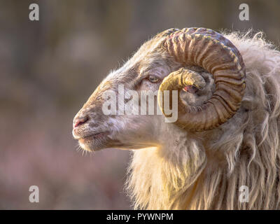 Domestic sheep - moorland sheep - ram - male - portrait (Ovis ammon f ...