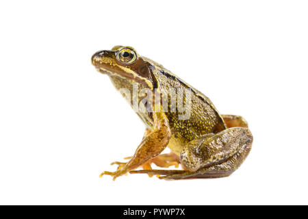 Toad sitting in funny upright position on muddy surface Stock Photo - Alamy