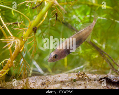 Ninespine stickleback (Pungitius pungitius) freshwater fish in natural ...