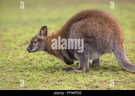 Bennet Wallaby (Macropus rufogrisens) also known as Red-necked ...
