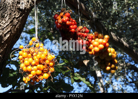ripening tomatoes Italy Stock Photo - Alamy