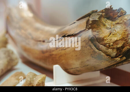 ancient mammoth Tusk. View from both sides Stock Photo - Alamy