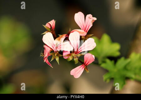 Red flowers fell on the green grass Stock Photo - Alamy