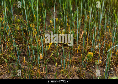Green sprouting rye agricultural field in springs sunset. Sprouts of ...