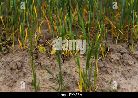 Green sprouting rye growing from the soil agricultural field in spring ...
