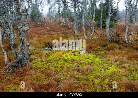 Nature in mountain area around Sjusjoen Stock Photo - Alamy
