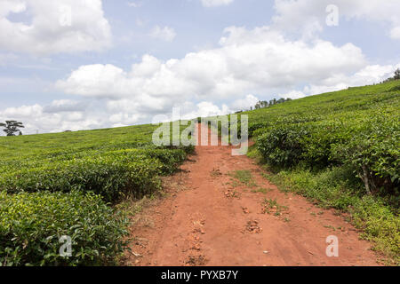 A tea plantation in Uganda, Africa. Tea is an important export in this ...