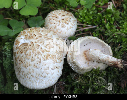 Lentinus lepideus. known as scaly lentinus and train wrecker mushroom ...