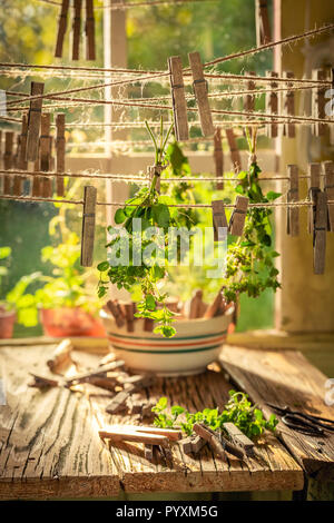 Freshly harvested spearmint leaves, dried chamomile flowers, and a cup ...