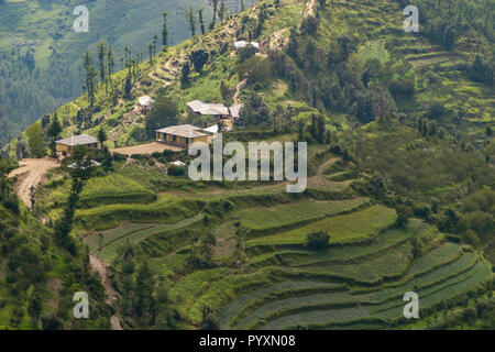 Step farming in Himachal Pradesh, India Stock Photo: 10913756 - Alamy