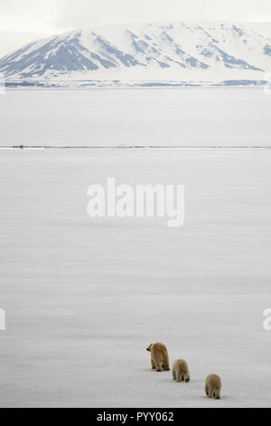Polar Bear Mother and Cub Wander an Icy Shore in the Svalbard Islands ...