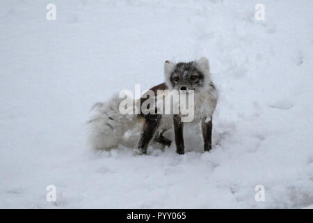 An arctic fox stuck in the snow at Hornstrandir nature reserve Stock ...