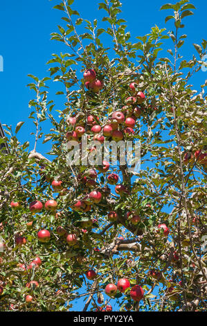 red-cheeked apples on apple tree Stock Photo - Alamy