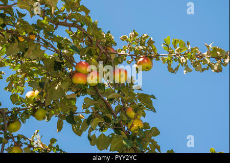 red-cheeked apples on apple tree Stock Photo - Alamy