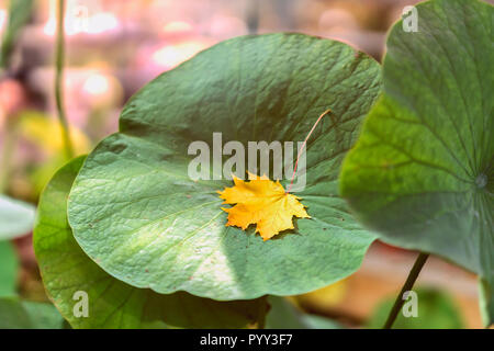 Abstract view of single maple yellow fallen leaf on wooden background ...