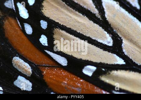 Macro shot of a butterfly with orange wings perched on a stem of ...