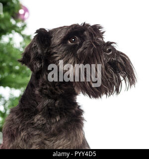 miniature schnauzer in front of white background Stock Photo - Alamy
