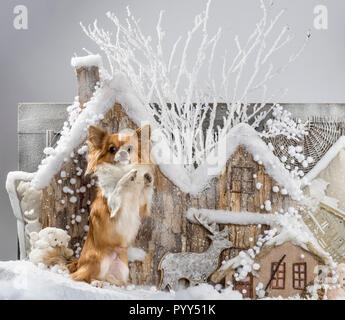 Chihuahua in front of a Christmas scenery Stock Photo - Alamy