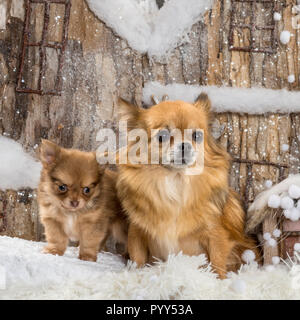Two chihuahuas in front of a Christmas scenery Stock Photo - Alamy