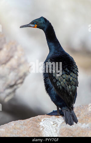 Cape Cormorant Phalacrocorax capensis Cape Town, Western Cape, South ...