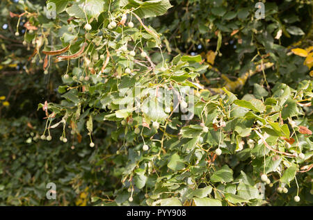 Common Lime Tilia x europaea close-up trunk epicormic shoots Vicarage ...
