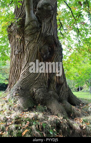 Gnarly tree branches in an autumn setting Stock Photo - Alamy