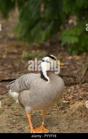 A large fresh water bird, native to the continent of South America ...