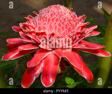 Orange torch ginger flower Stock Photo - Alamy