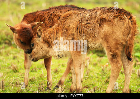 Two calves playing happily in the field Stock Photo - Alamy