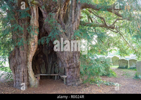 Ancient yew tree in the churchyard in the village of Upper Farringdon ...