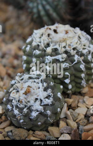 Copiapoa hypogaea, Copiapoa mollicula ornamental cactus and succulent ...
