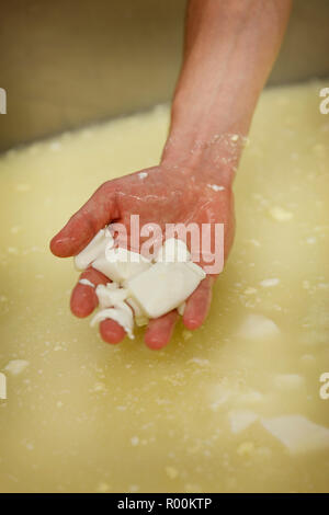 The process of making cheese seperating the Curds from the Whey No. 1 ...