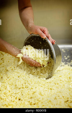 The process of making cheese seperating the Curds from the Whey No. 1 ...