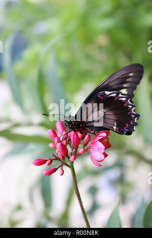 Swallow tail Butterfly portrait Stock Photo - Alamy