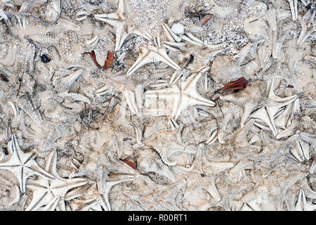 Starfish on Beach at Tangalooma Resort, Moreton Island, Queensland ...