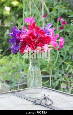 A vase of Sweet Peas in the garden sun Stock Photo - Alamy