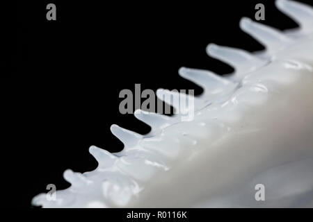 A close up picture of the hectocotylus arm of a male Loligo vulgaris ...