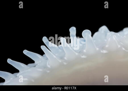 A close up picture of the hectocotylus arm of a male Loligo vulgaris ...
