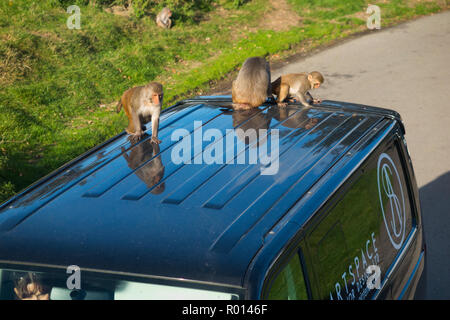'Monkey Drive Thru' Longleat Safari Park Wiltshire UK Stock Photo - Alamy