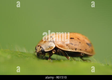 Larch Ladybird (Aphidecta obliterata) at rest on bramble leaf ...
