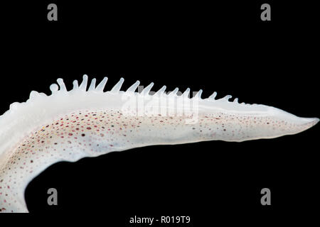 The hectocotylus arm of a male Loligo vulgaris squid used for ...