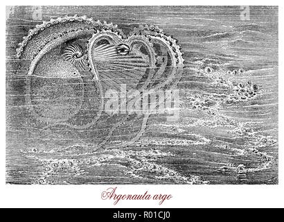 Greater argonaut octopus, Argonauta argo. Lithograph from Carl Hoffmann ...
