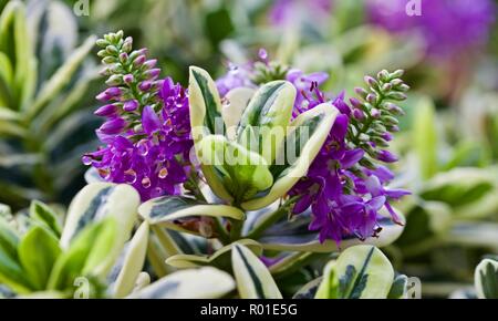 Hebe x franciscana Variegata Shrubby veronica Silver Queen – tiny ...
