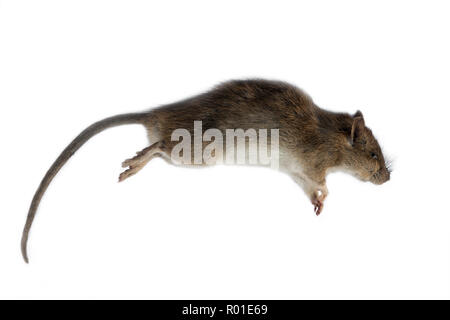 Dead rat lying on white background Stock Photo - Alamy