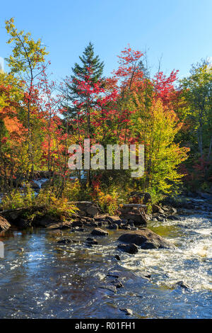 forest river in autumn. rapid water flow among the trees and mossy ...