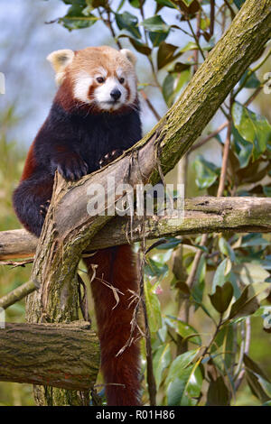 A red panda (Ailurus fulgens) perched on a wooden structure, surrounded ...