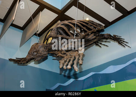 Ancient Archelon sea turtle skeleton from the Cretaceous period Florida ...