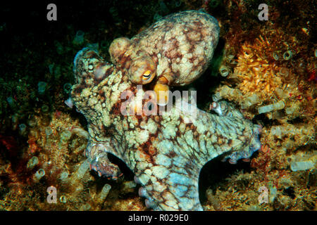Two spot octopus Octopus bimaculatus California Pacific Ocean Stock ...