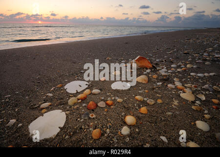 Sea shells on beach Jupiter Island Florida Atlantic Ocean Stock Photo ...
