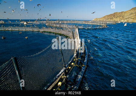 Northern Bluefin tuna pens, Thunnus thynnus, Baja California, Mexico ...